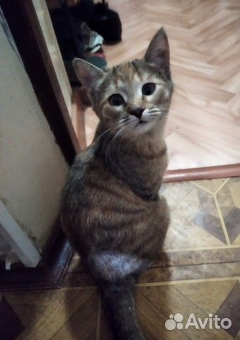 Котенок рысик