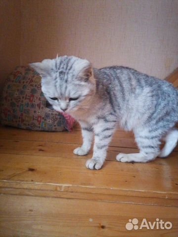 Кошка британская