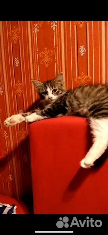 Котенок полосатый, девочка, 4 мес