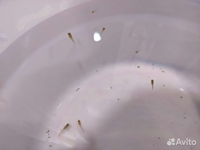 Гуппи мальки 10шт бесплатно