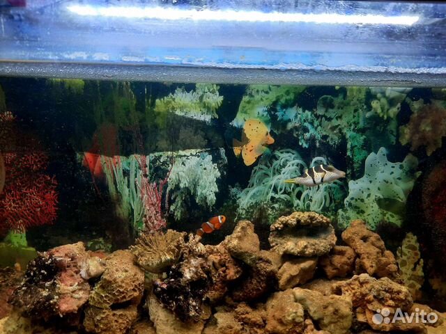 Аквариум