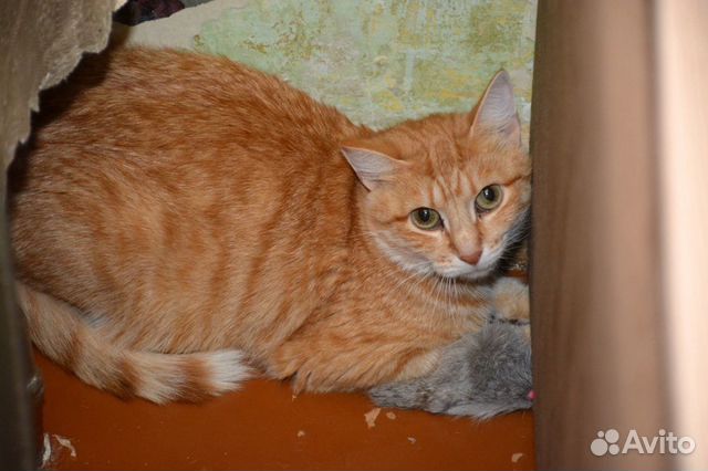 Рыжая кошка ищет дом