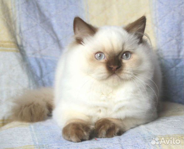 Британский котик