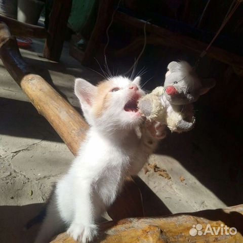 Красивые котята в добрые руки