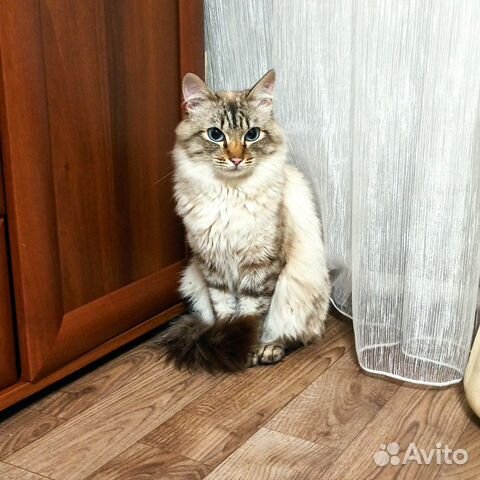 Кошка