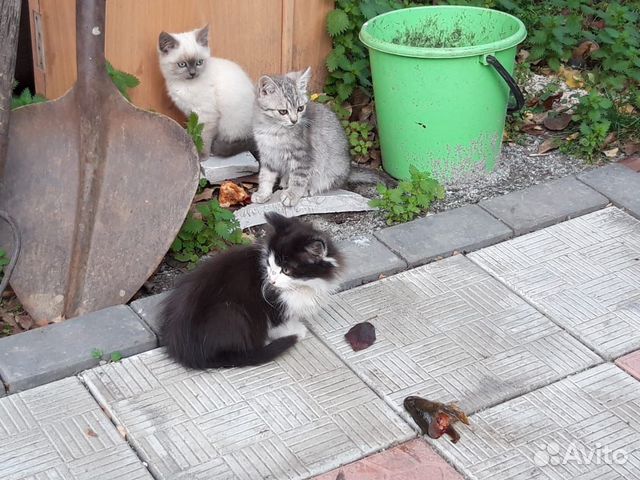 Отдам в добрые руки котят