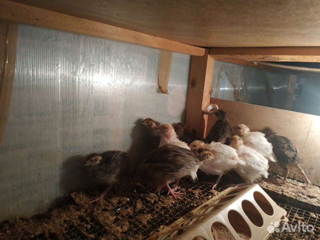 Перепелята