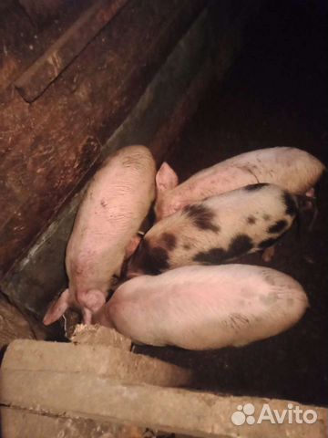 Поросенок ландрас