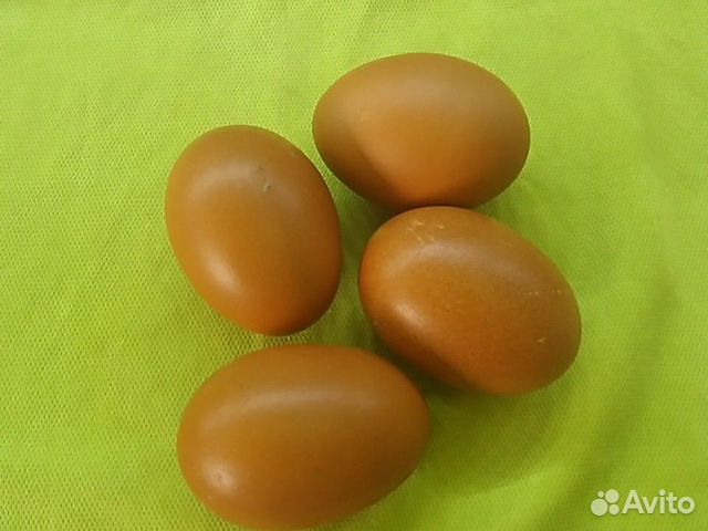 Инкубационное яйцо марана