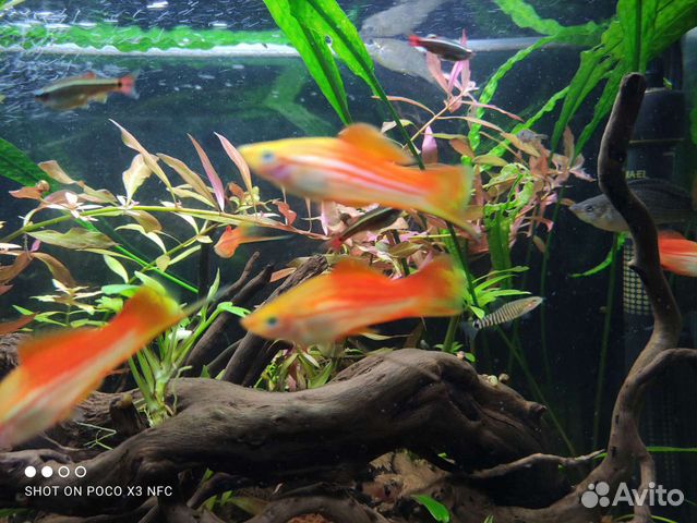 Ананасовый меченосец