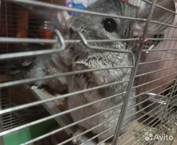 Шиншилла девочка бесплатно