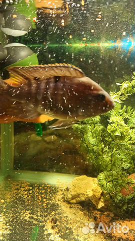 Хаплохромис боадзулу или аулонокара бенши