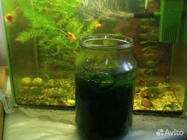 Водоросли роголистник