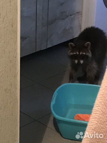 Енот полоскун