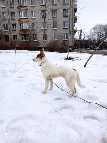Матис ищет дом