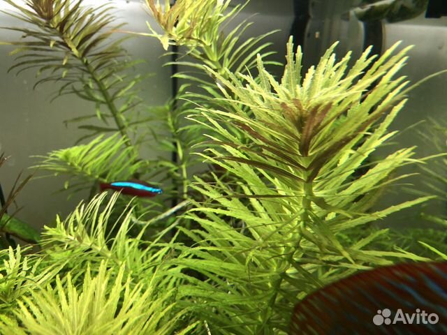 Аквариумное растение Лимнофила Ароматика бесплатно