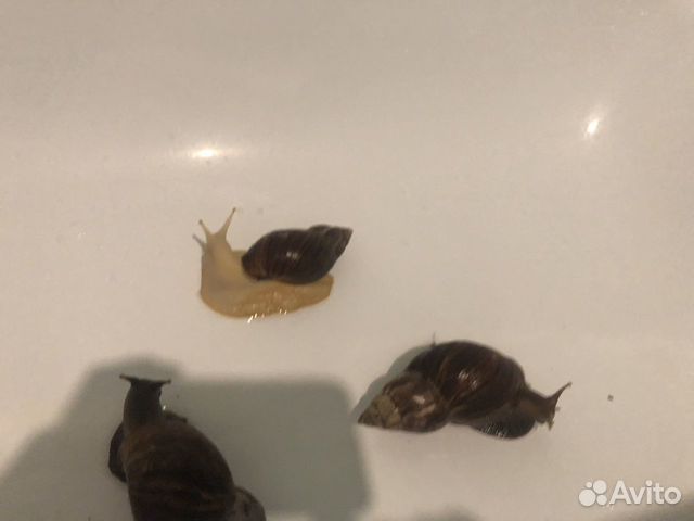 Отдам кота в добрые руки улиток