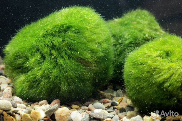 Кладофора шаровидная