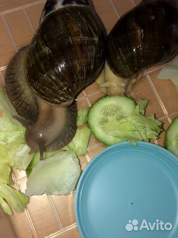 Улитки ахатины