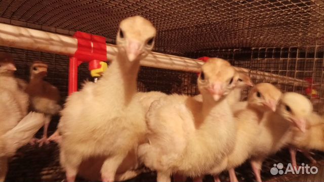 Индюшата "Виктория"