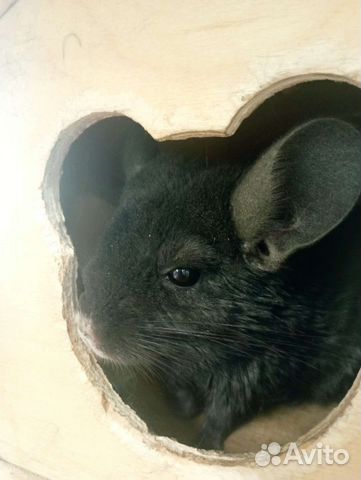 Шиншилла черный бархат