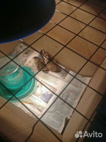 Циплята цисарок 3 шт