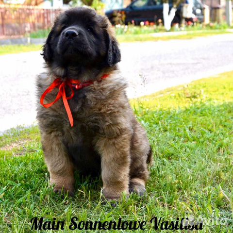 Леонбергер