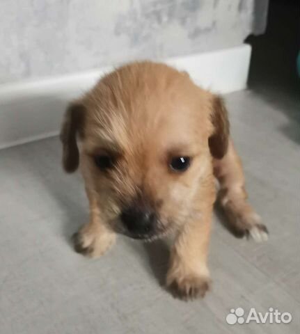 Мексиканская пуховочка