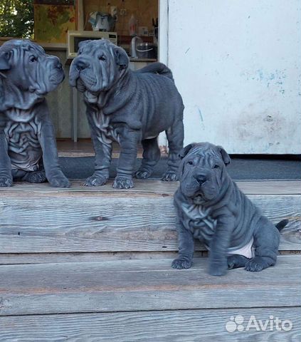 Голубчики, щенки шарпея