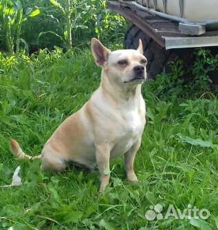 Вязка кобель чихуахуа