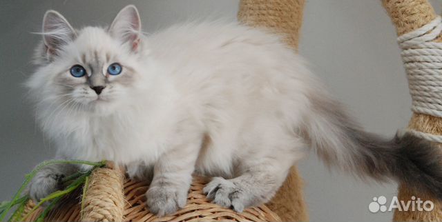 Счастье в дом