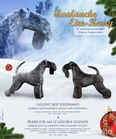 Роскошный щенок керри блю терьера