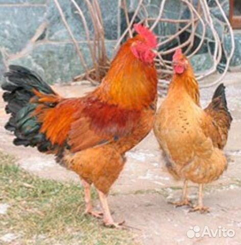 Цыплята кучинские юбилейные