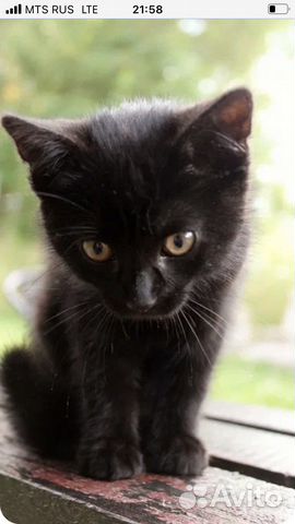 Кошечка Черника