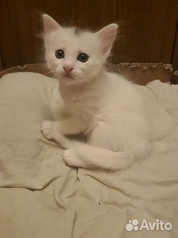 Котята турецкой ангоры