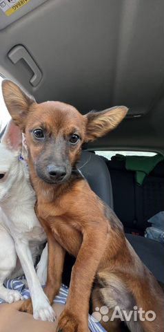 Самец для случки