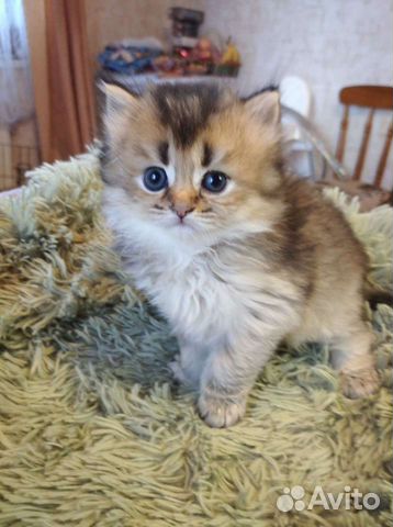 Продам британских котяток