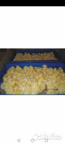 Бройлеры и перепела