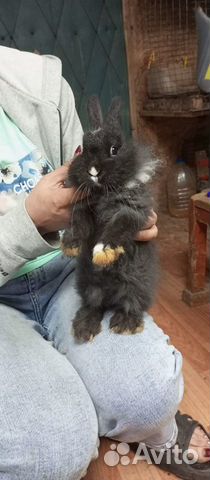 Декоративные крольчата