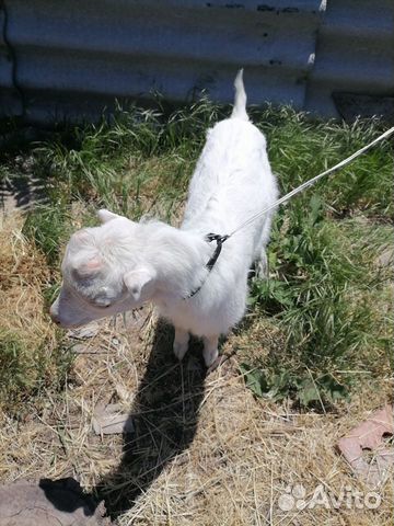 Козлята ламанча