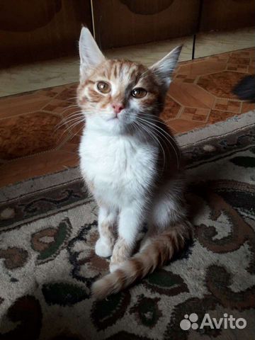 Кот Фокс