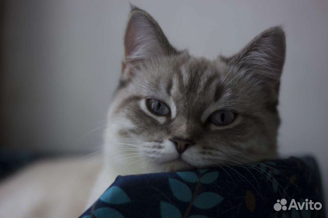 Тайская кошка