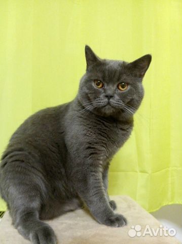 Британский Котик ждёт на вязку