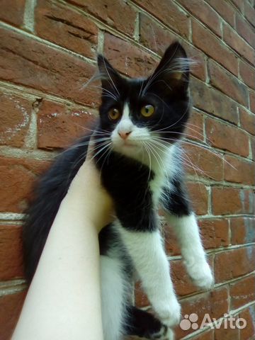 Сибирские котята