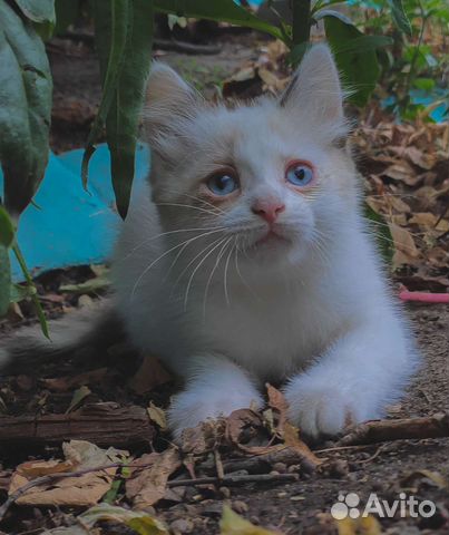 Голубоглазое облачко