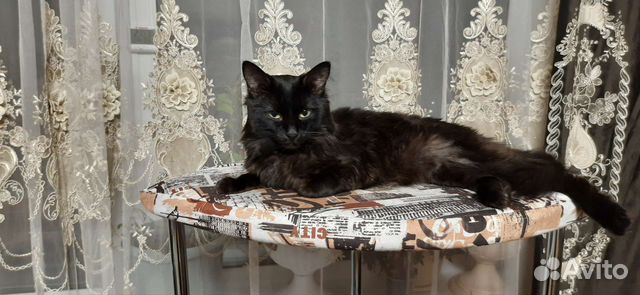 Кот