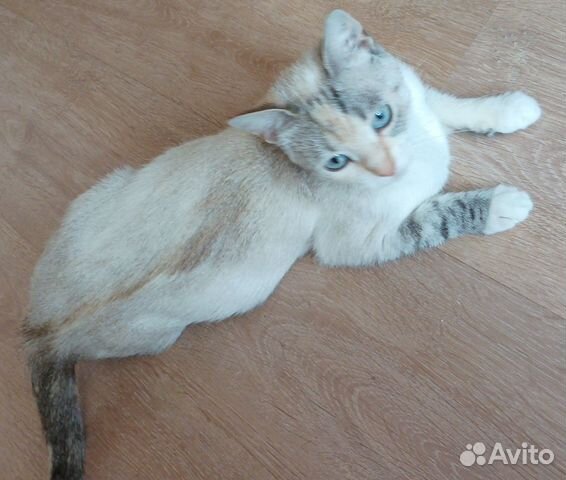 Кошка в добрые руки