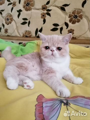 Экзоточка