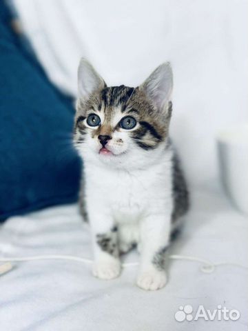 Котёнок Маффин