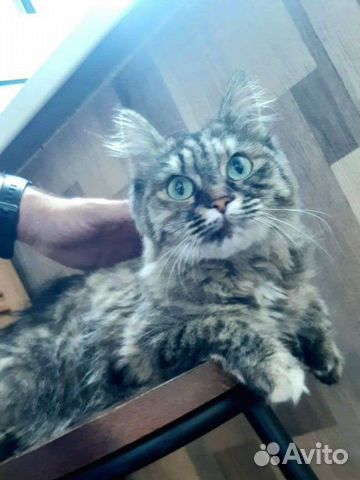 Американский кёрл